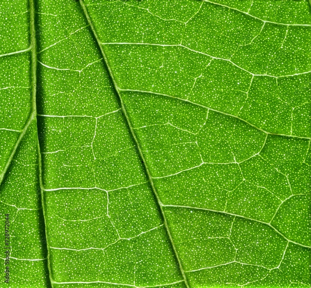 Close up photos of green fresh leaves acting as carbon sink to fight ...