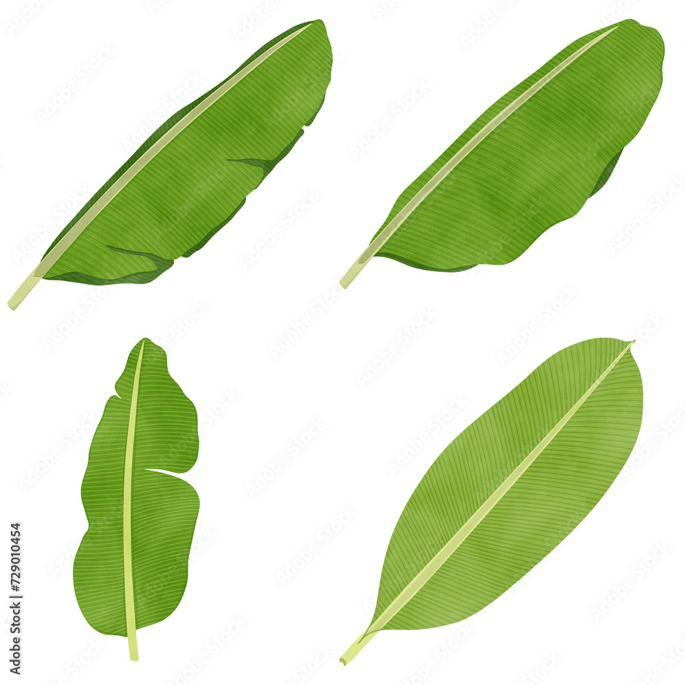 Banana leaf cartoon drawing Stock Illustration | Adobe Stock