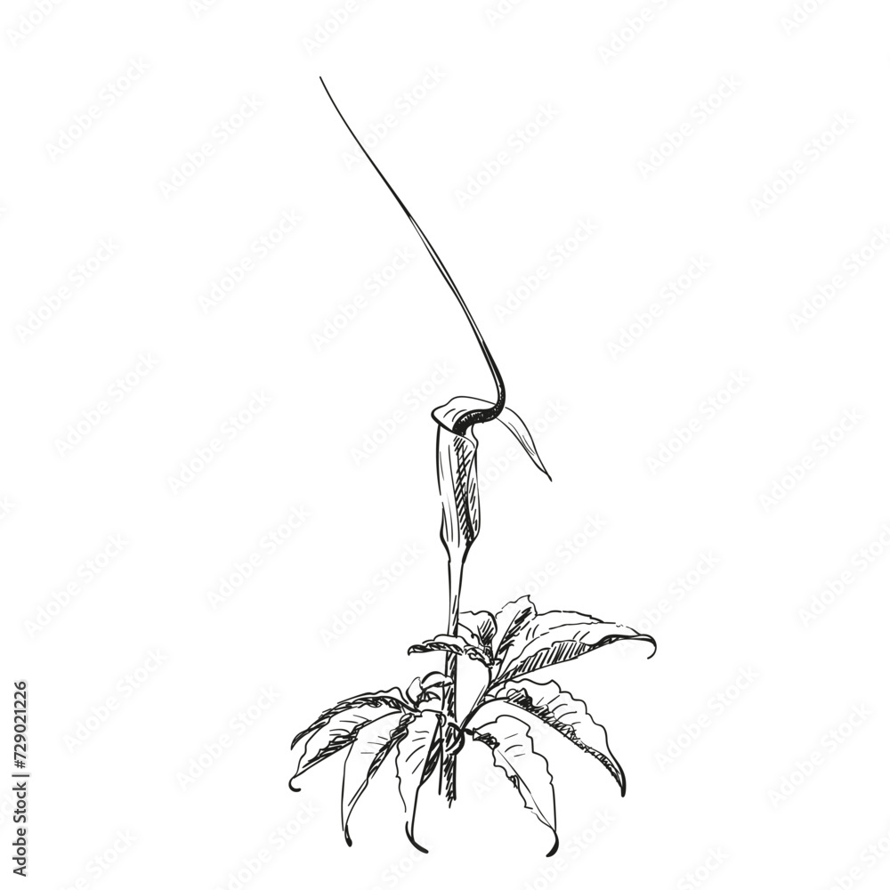 Flower Arisaema tortuosum hand drawn illustration, Vector sketch of ...