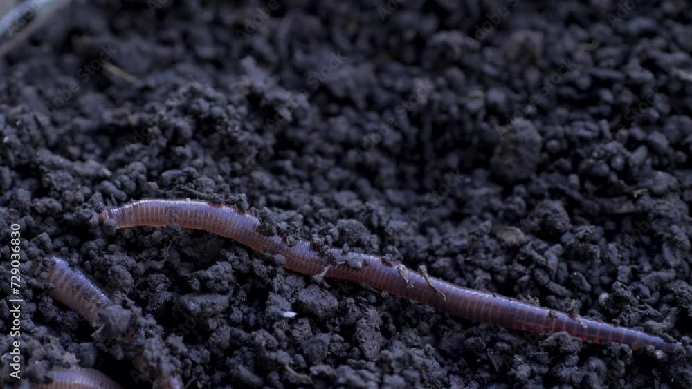 Earthworms soil dwelling terrestrial invertebrates. Soil health and ...