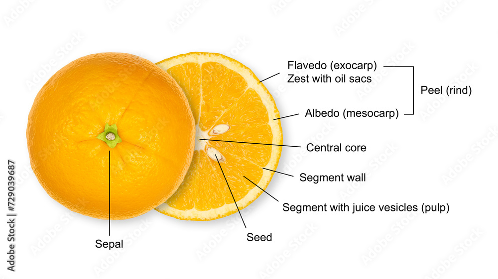 Structure of an halved orange, cross section of a citrus fruit, with ...