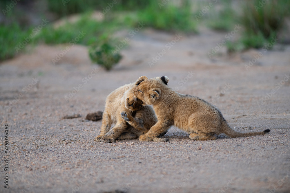 Lion cubs playing and biting each other at the Kruger National Park in ...