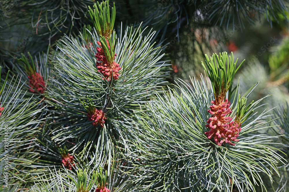 Siberian dwarf pine, Pinus pumila, also known as dwarf Siberian pine or ...