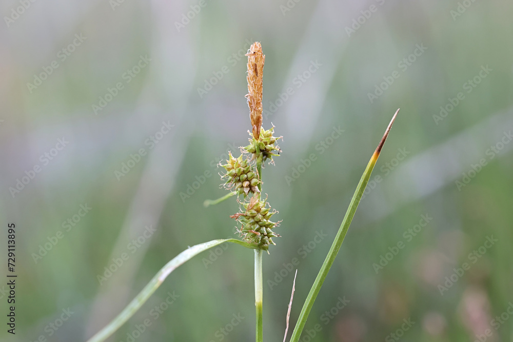 Little green sedge, Carex viridula var. viridula, also known as green ...