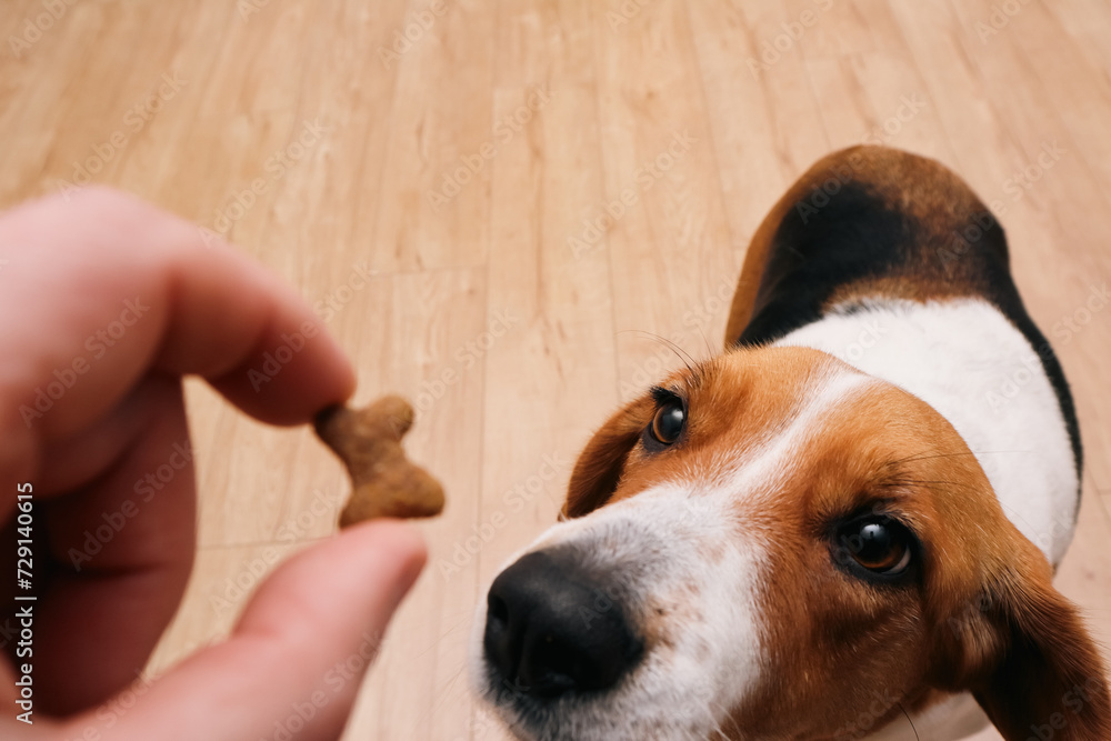 Cropped hand feeding dog. Man giving his dog treat reward after an ...