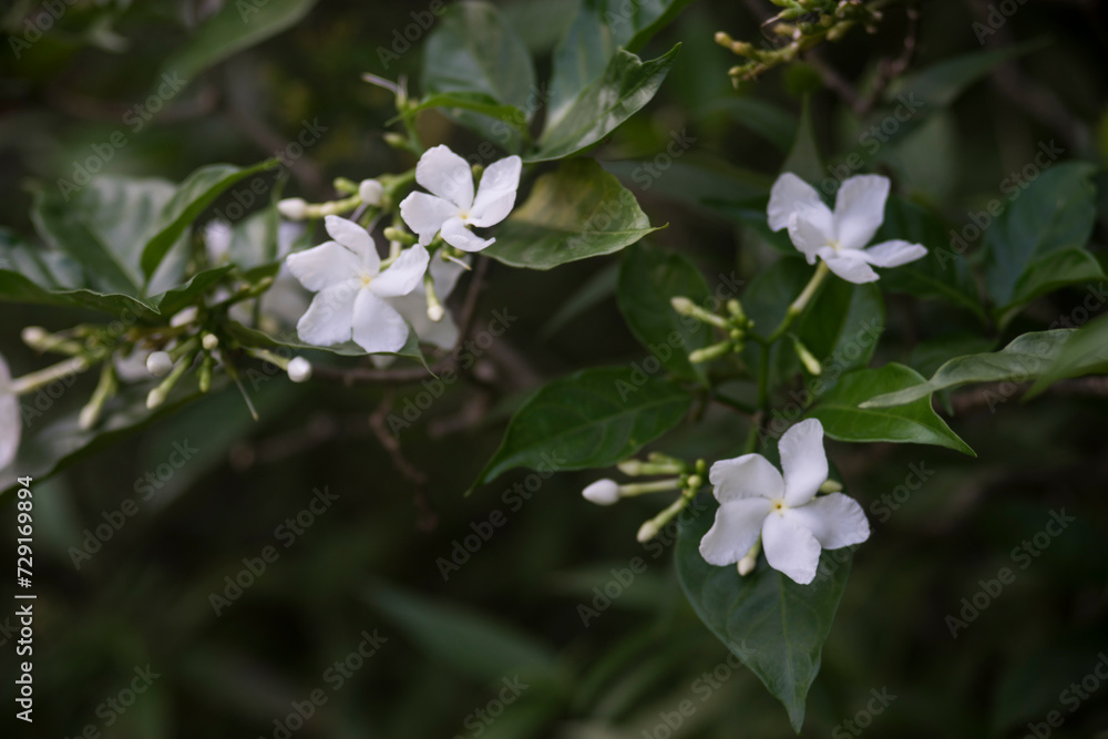 Tabernaemontana divaricata is an evergreen shrub or small tree native ...