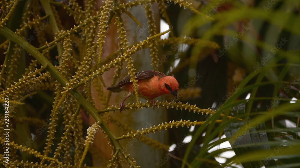 Reunion Island Bird Red Foodie Foudia madagascariensis on branches with ...