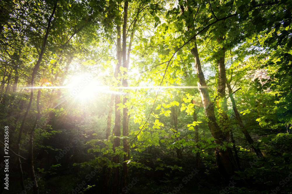 foret lumineuse en été avec rayons de soleil apparents au milieu des ...