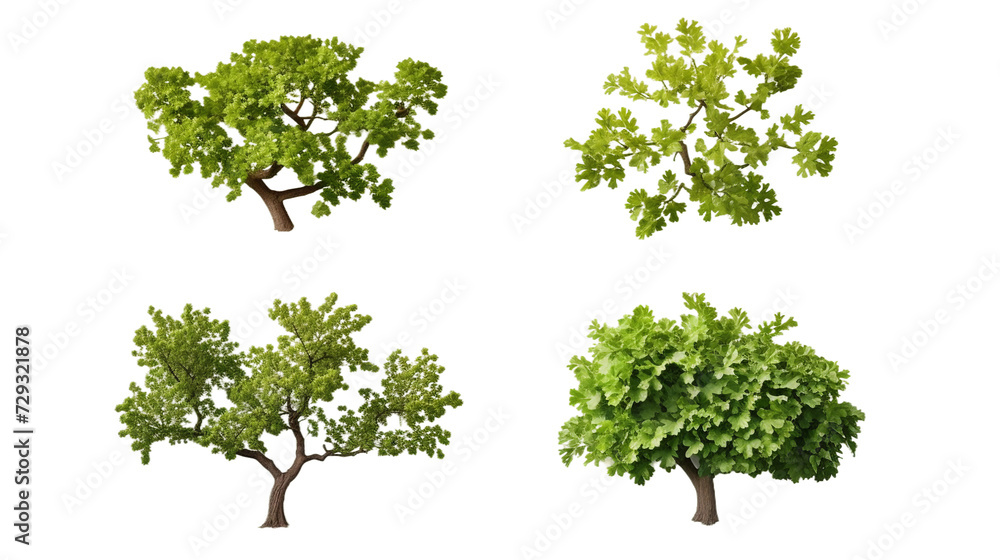 Oak Tree and Floral Garden: Isolated Digital Art Collection for ...