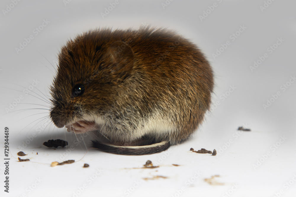Mice are notorious pests of agriculture and households. Voles eats ...