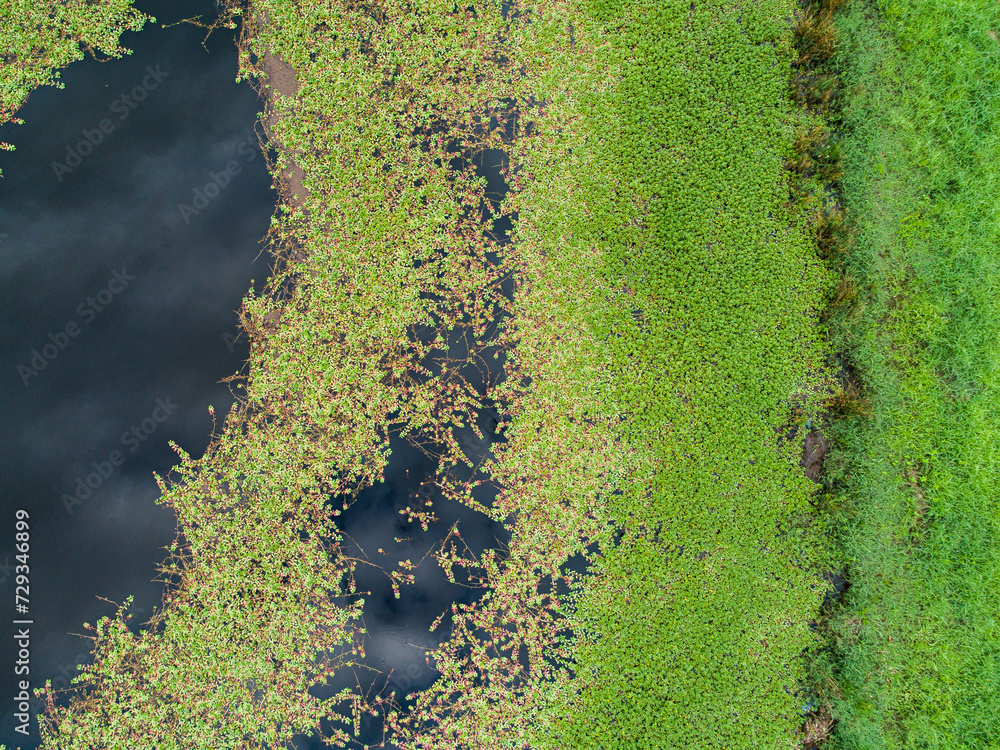 Watercourse and dam with green water weed and grass growing Stock Photo ...