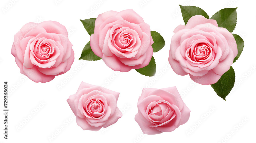 Pink Roses Collection: Exquisite Floral Elements for Perfume, Garden ...