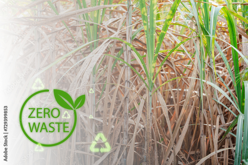 Sustainable Farming Practices Sugarcane Field Depicts Eco-Consciousness ...