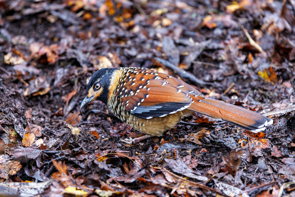 A spotted laughingthrush, Ianthocincla ocellata, foraging in fallen ...