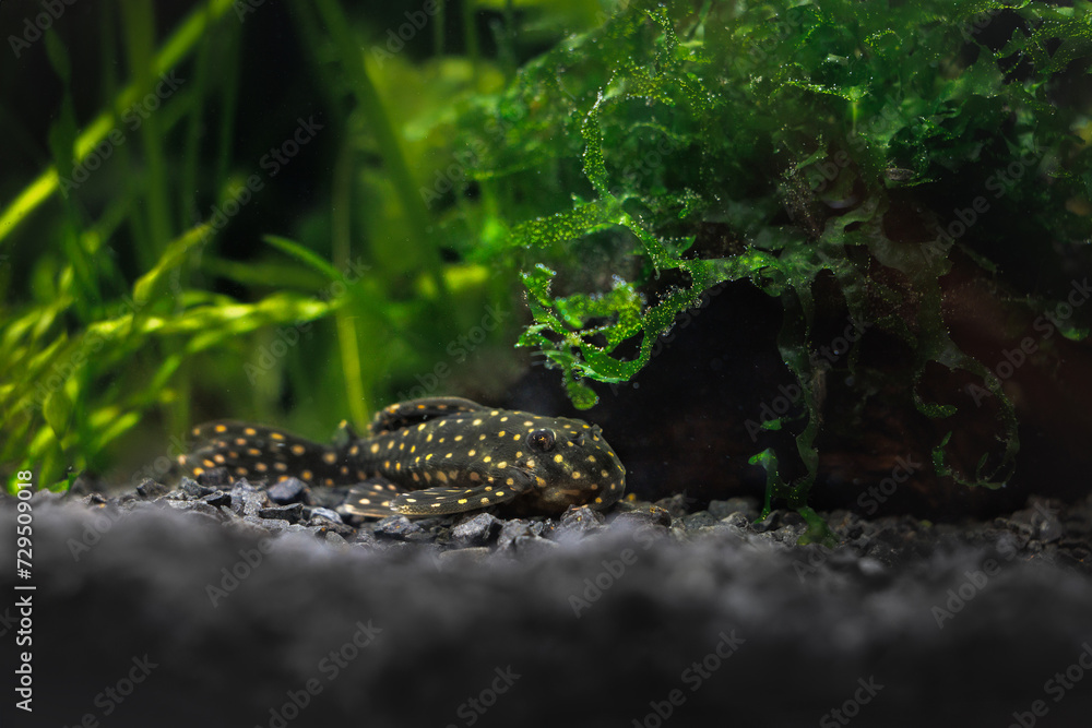 hypancistrus l201 pleco fish on the bottom of a fish tank Stock Photo ...