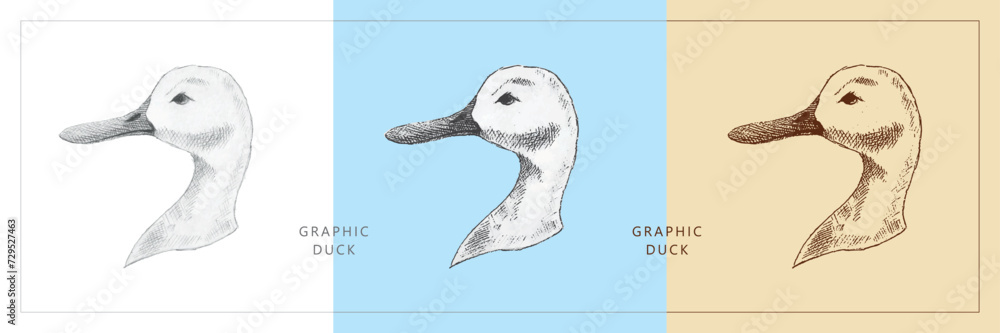 Three sketch drawings of a duck's head. Pencil drawing on paper and ...