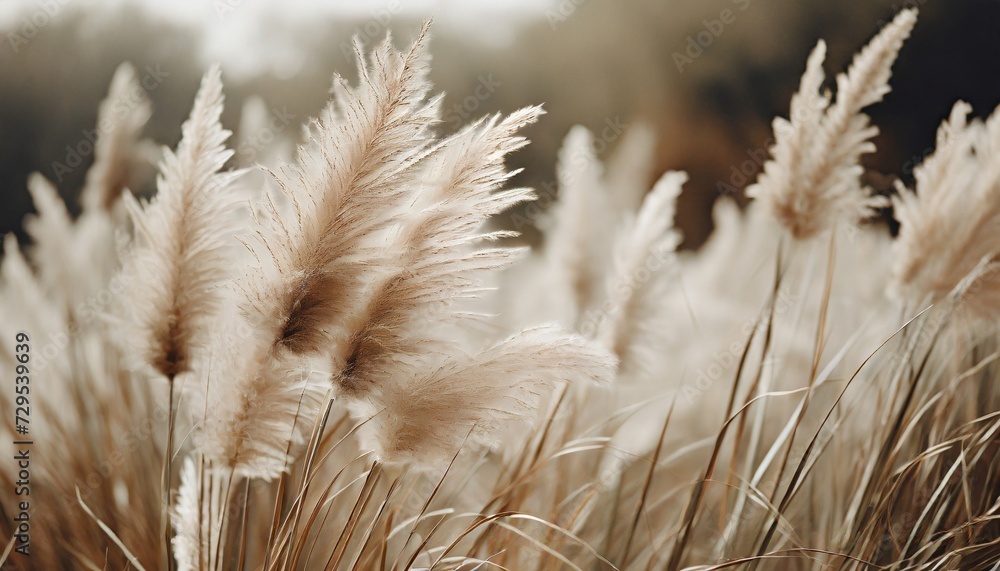 abstract natural background of soft plants cortaderia selloana pampas ...