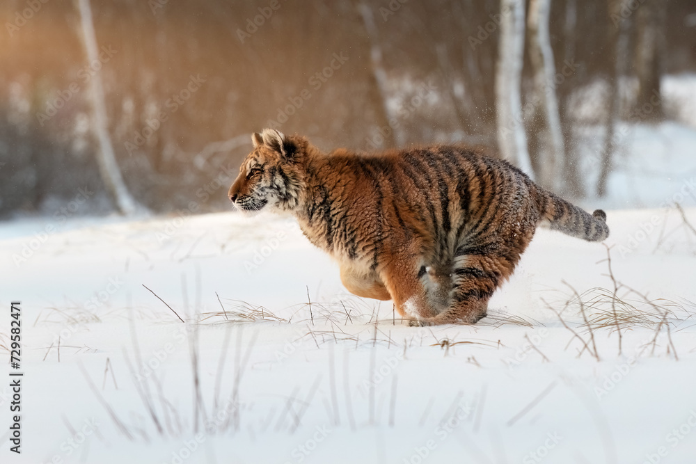 Siberian tiger, Panthera tigris altaica, young male running in deep ...