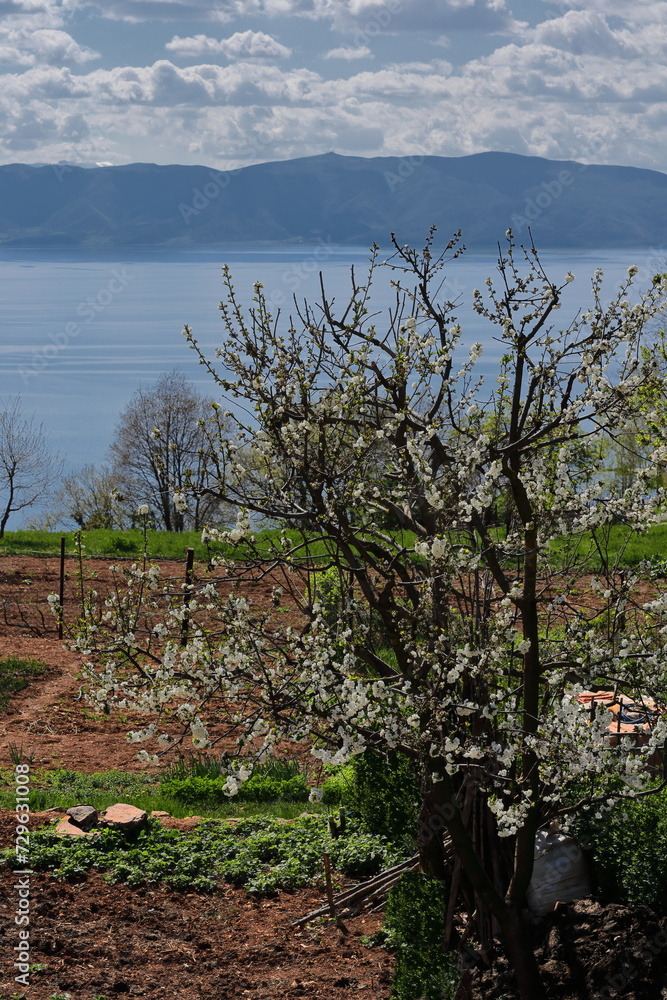 Blooming cherry tree, orchard in Elsani village overlooking Lake Ohrid ...