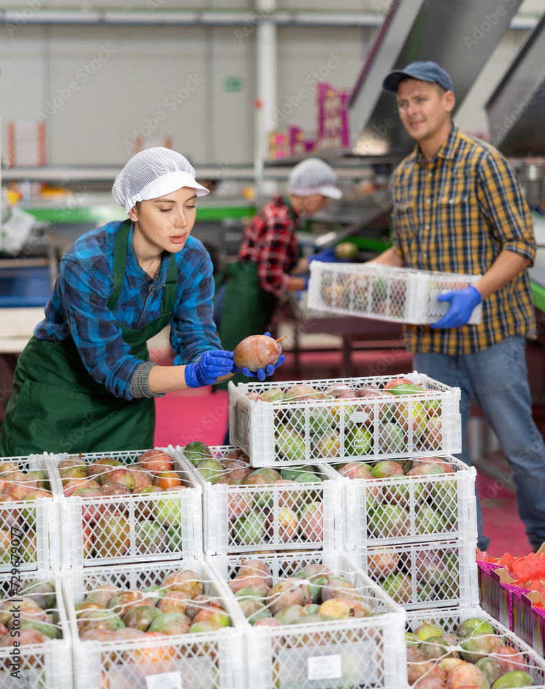 Professional female employee in uniform inspecting quality of ripe ...