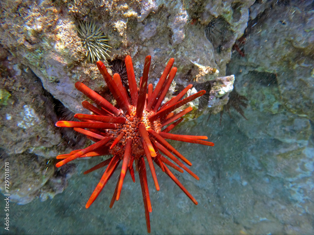 Hawaiian beautiful red slate pencil sea urchin with long bright spikes ...