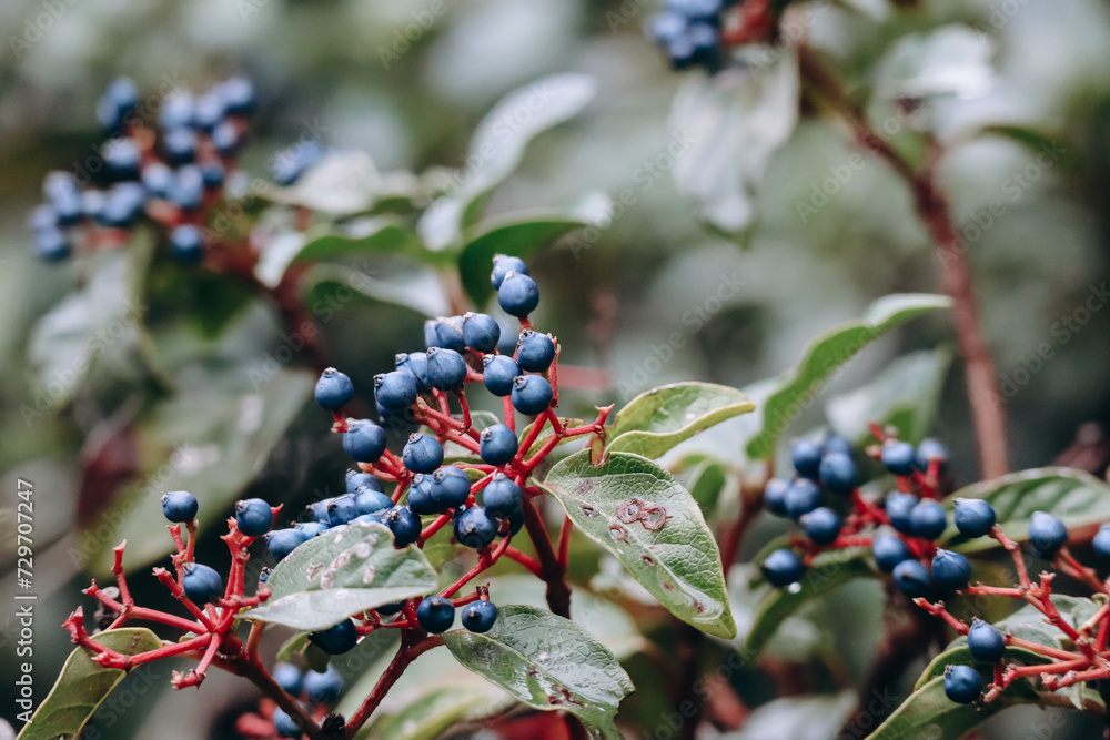Viburnum tinus, the laurustinus, laurustine or laurestine, a species of flowering plant in the ...