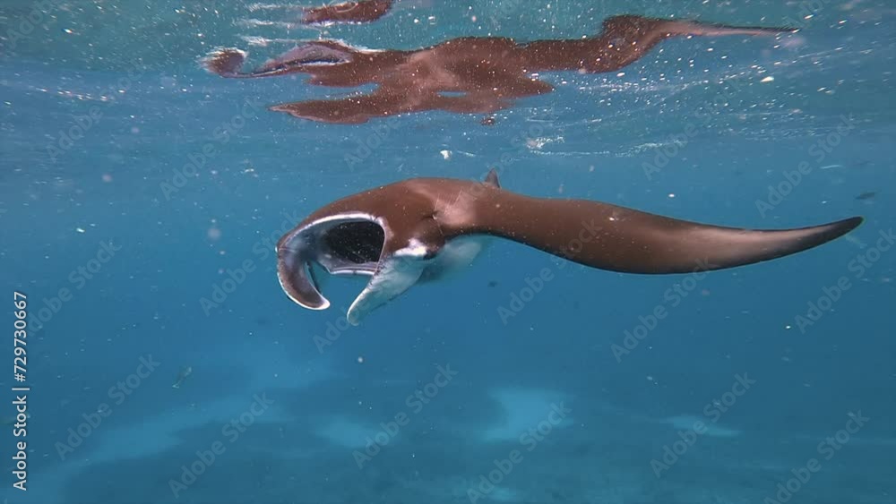 Underwater View Of Manta Ray Feeding With Its Mouth Open in Blue Ocean ...