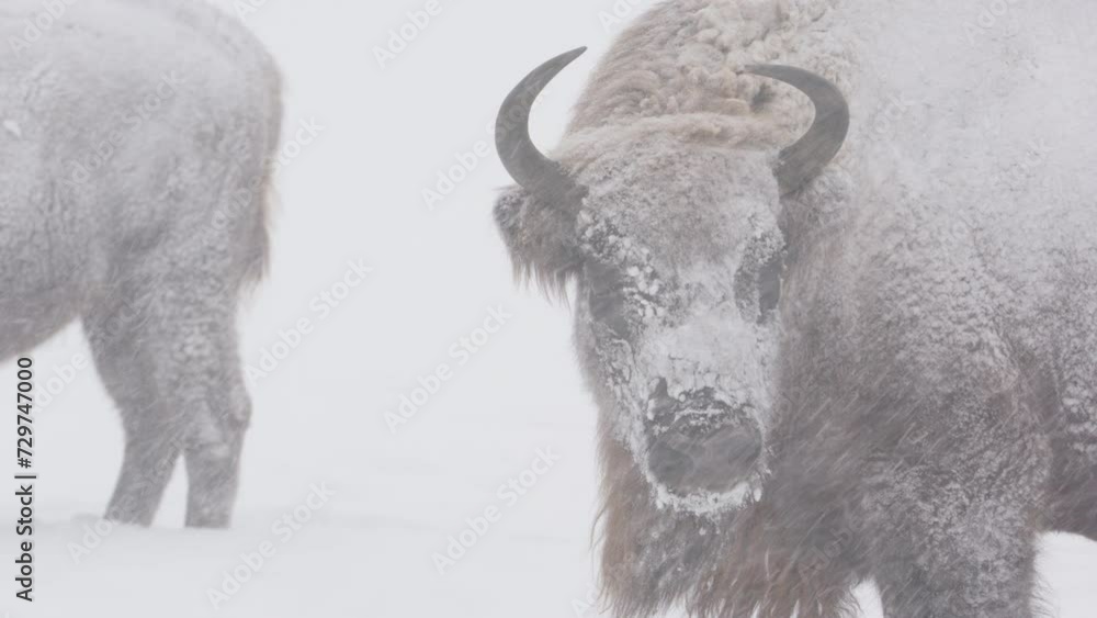 Closeup on head of European bison standing in snowy white landscape in ...
