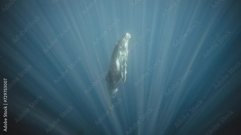 Humpback whale rises from depths of ocean as light rays pull into ...