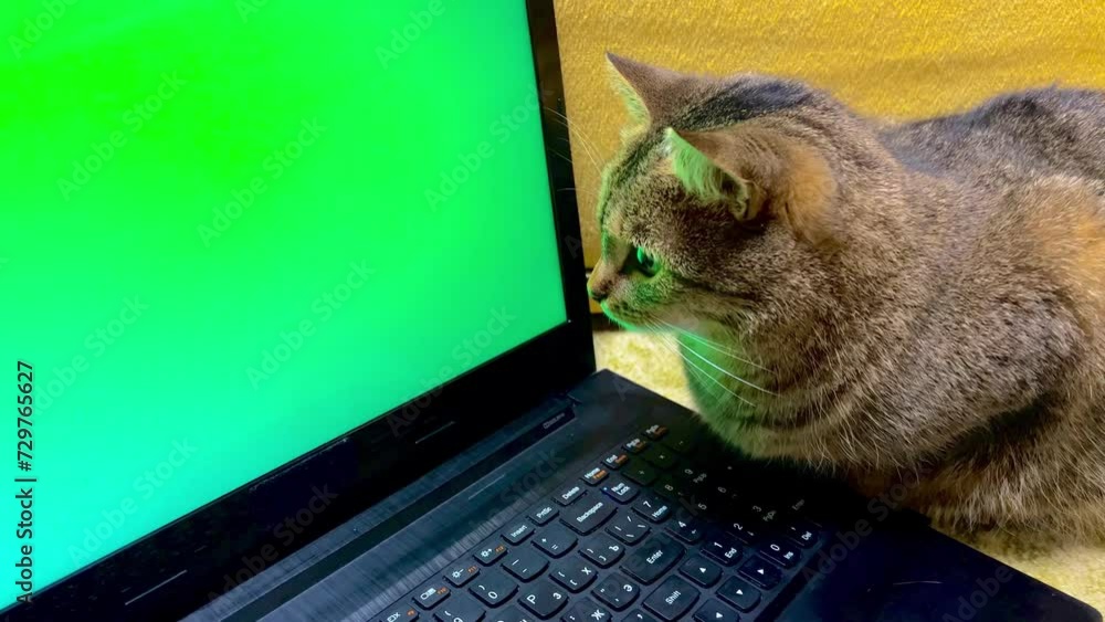 Clever cat looks carefully at green chromakey monitor. Funny video of a ...