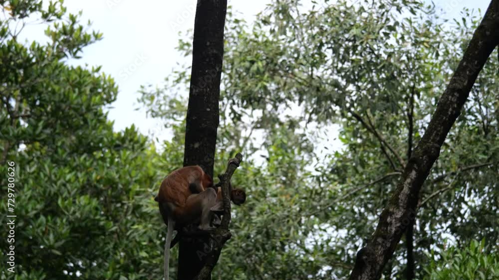 proboscis monkey (Nasalis larvatus) is sitting on a tree. Proboscis ...