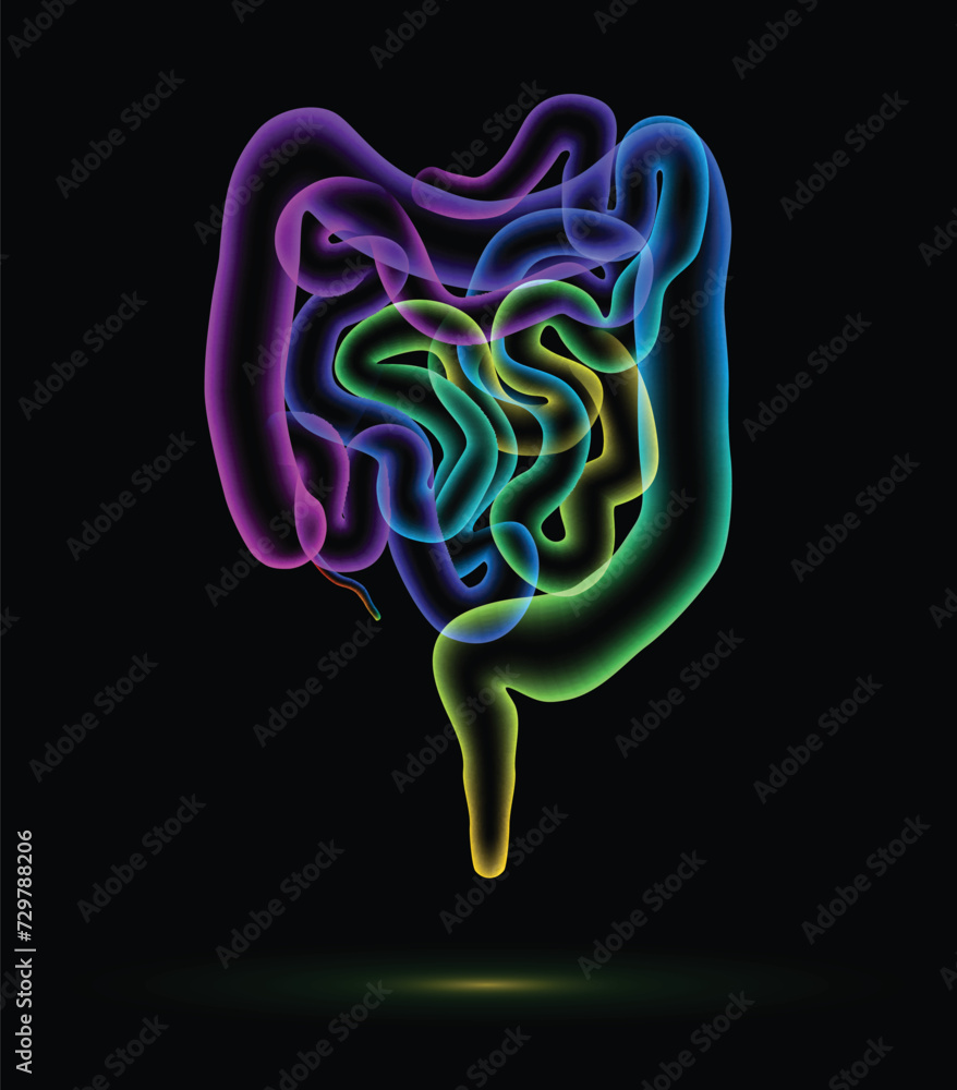 Illustration of the human colon and small intestine presented in the ...