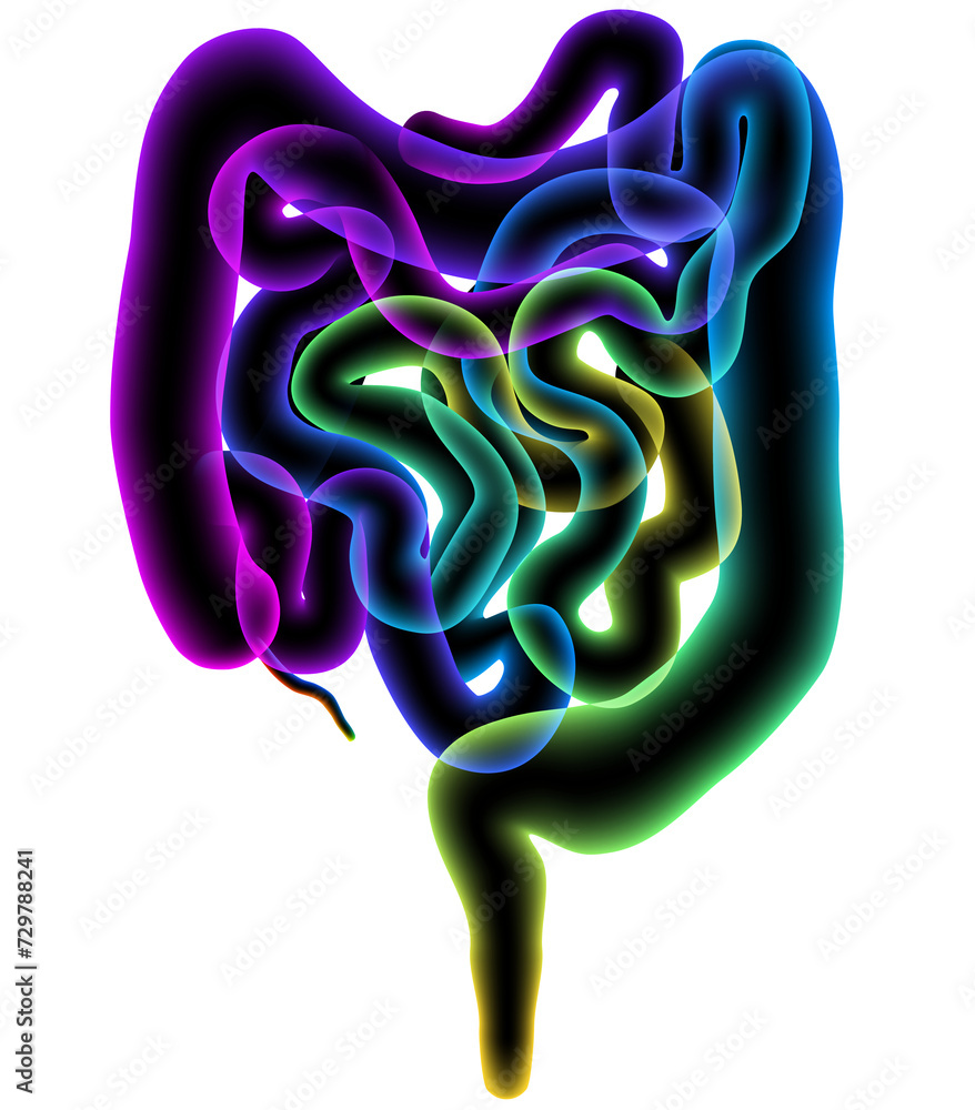 Illustration of the human colon and small intestine presented in the ...