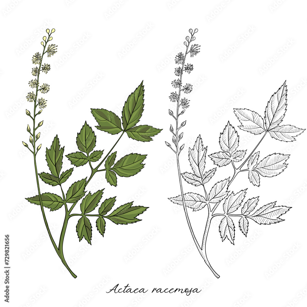 vector drawing black cohosh flower, Actaea racemosa at white background ...