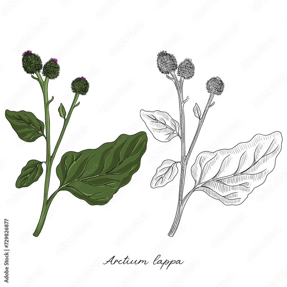 vector drawing burdock, Arctium lappa at white background , hand drawn ...