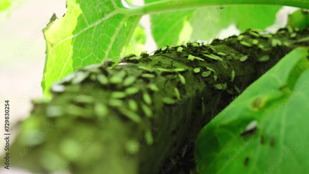 Flying ants colony wedding day. Insects busy crawling migration ...