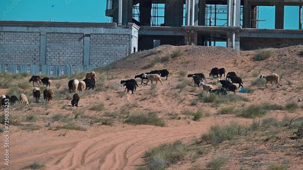 Najdi Sheep, native to the Arabian Peninsula's Najd region, graze in ...