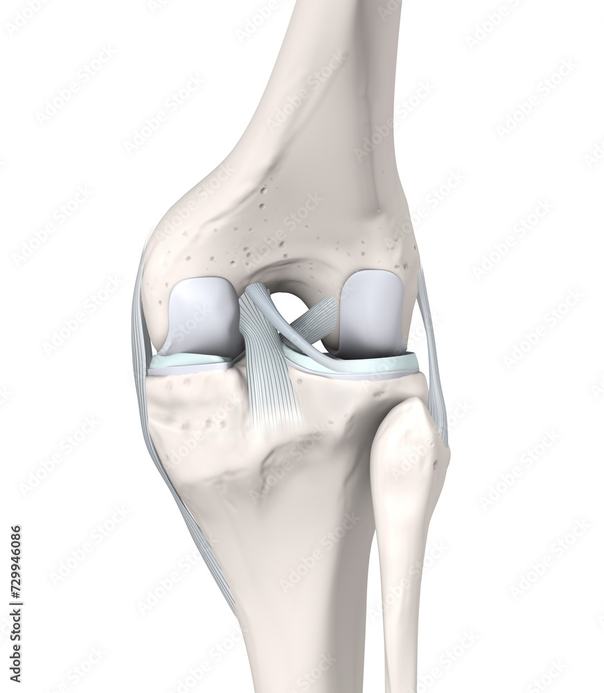 Knee Joint Anatomy Bones Menisci Articular Cartilage And Ligaments