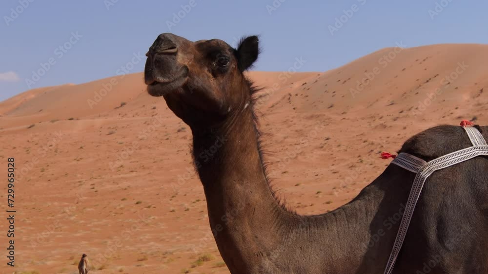 Black camels of Oman are prized for their beauty and speed They grace ...