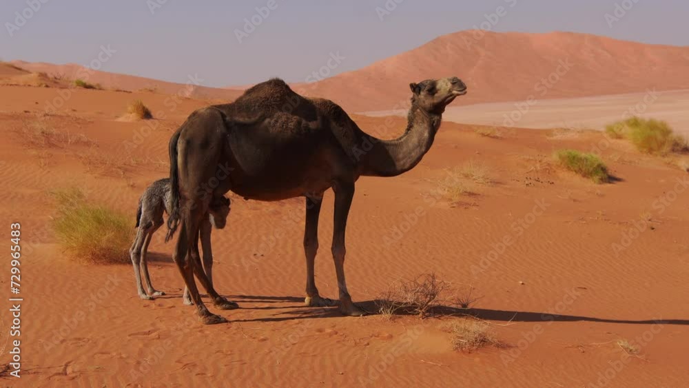 Black camels of Oman are prized for their beauty and speed They grace ...