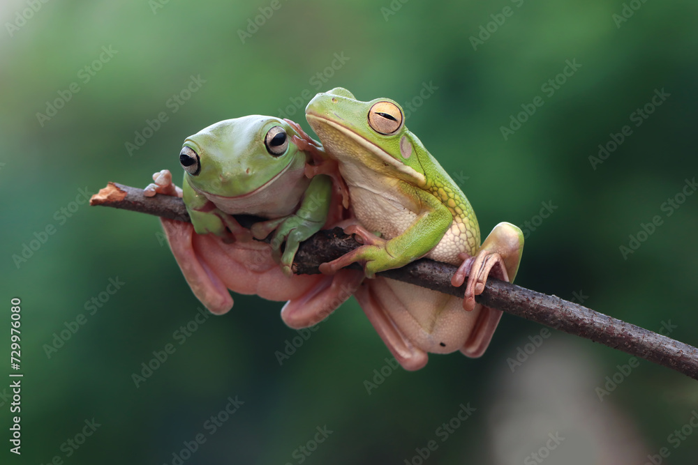 White-lipped tree frog (Litoria infrafrenata) on branch,Green tree frog ... White-lipped tree frog (Litoria infrafrenata) on branch,Green tree frog ...