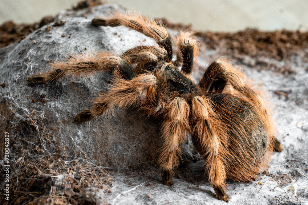 Brazilian black and white tarantula Nhandu coloratovillosus Stock Photo ...