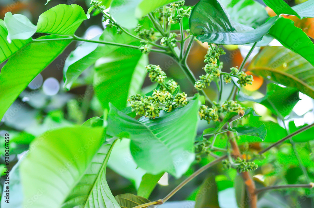 santol tree and santol flower or Sandoricum koetjape , MELIACEAE or ...