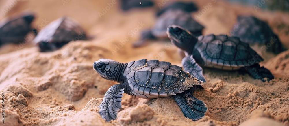 Loggerhead baby sea turtles hatching at a turtle farm in Sri Lanka's ...