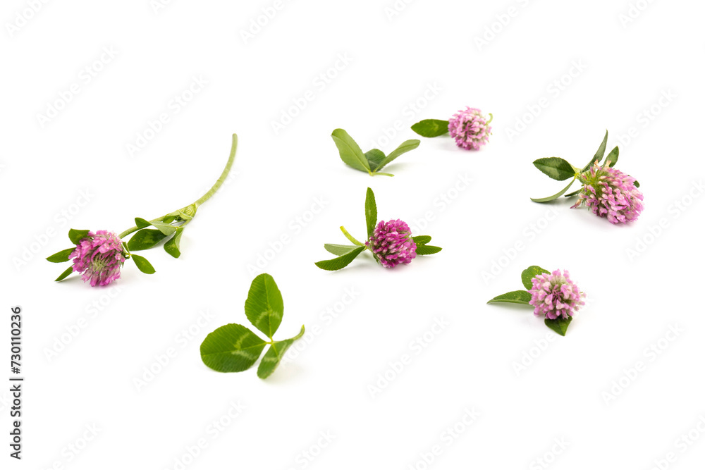 Red clover on white background in close up. Red clover is a clowering ...