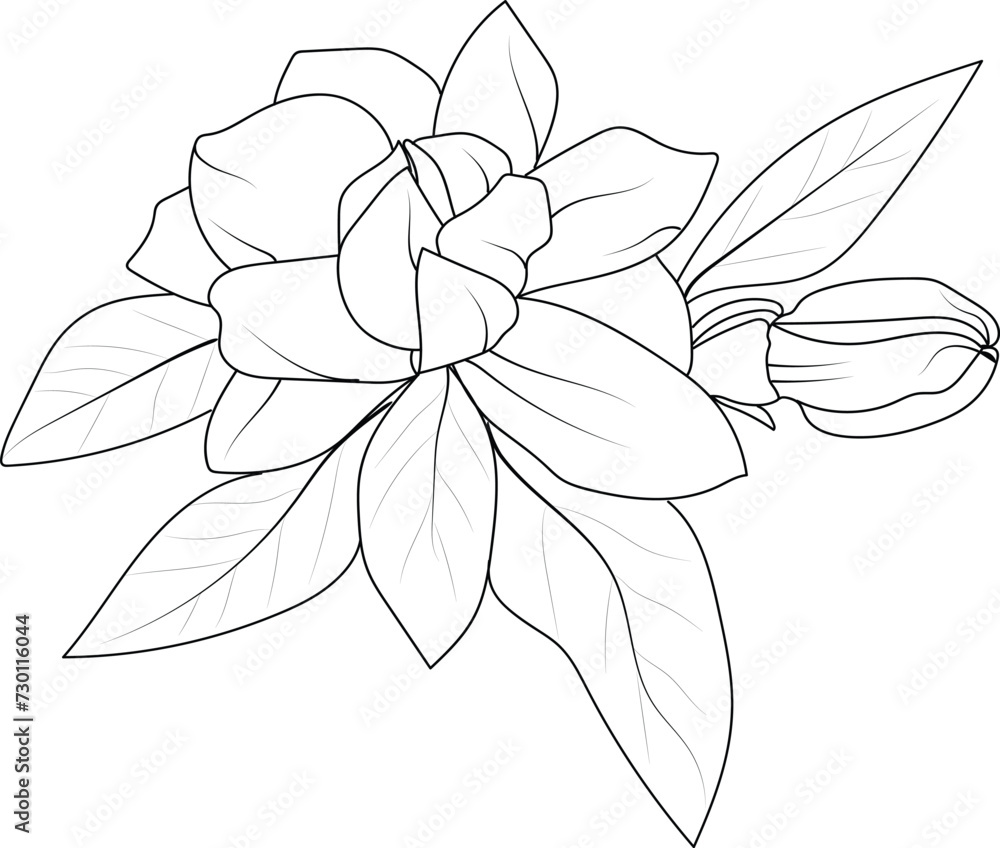 easy jasmine flower, sketch jasmine flower drawing, tattoo jasmine ...