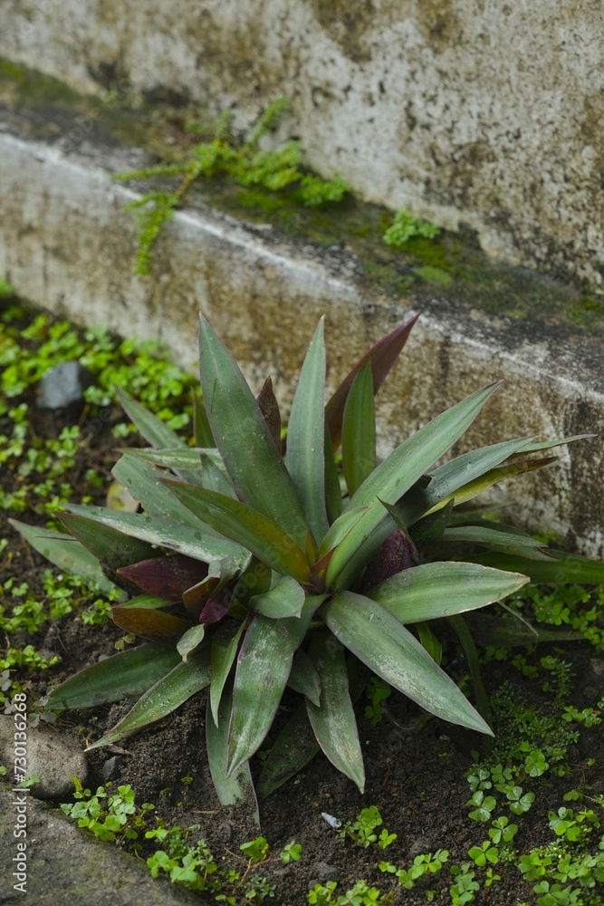 Tradescantia spathacea, the oyster plant, boatlily or Moses-in-the ...