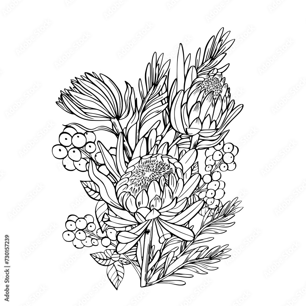 Protea caffra drawing. Black and white floral illustration. Flowers ...