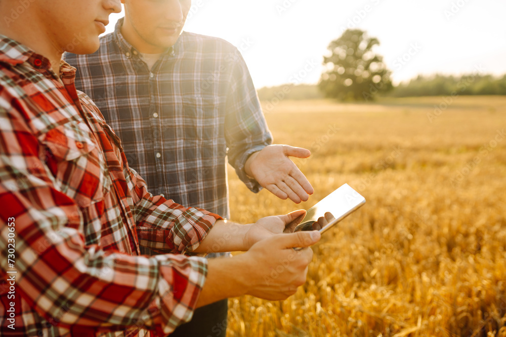 Two young farmers standing in wheat field examining crop holding tablet ...