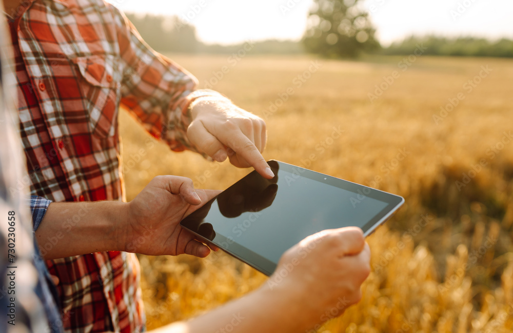 Two young farmers standing in wheat field examining crop holding tablet ...